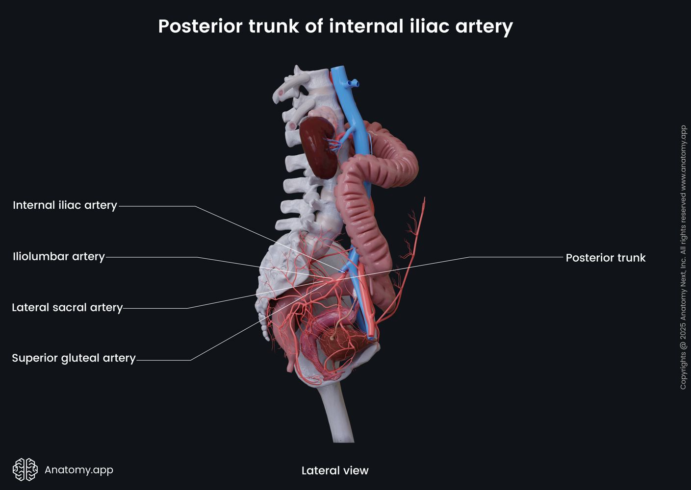Internal iliac artery | Anatomy.app