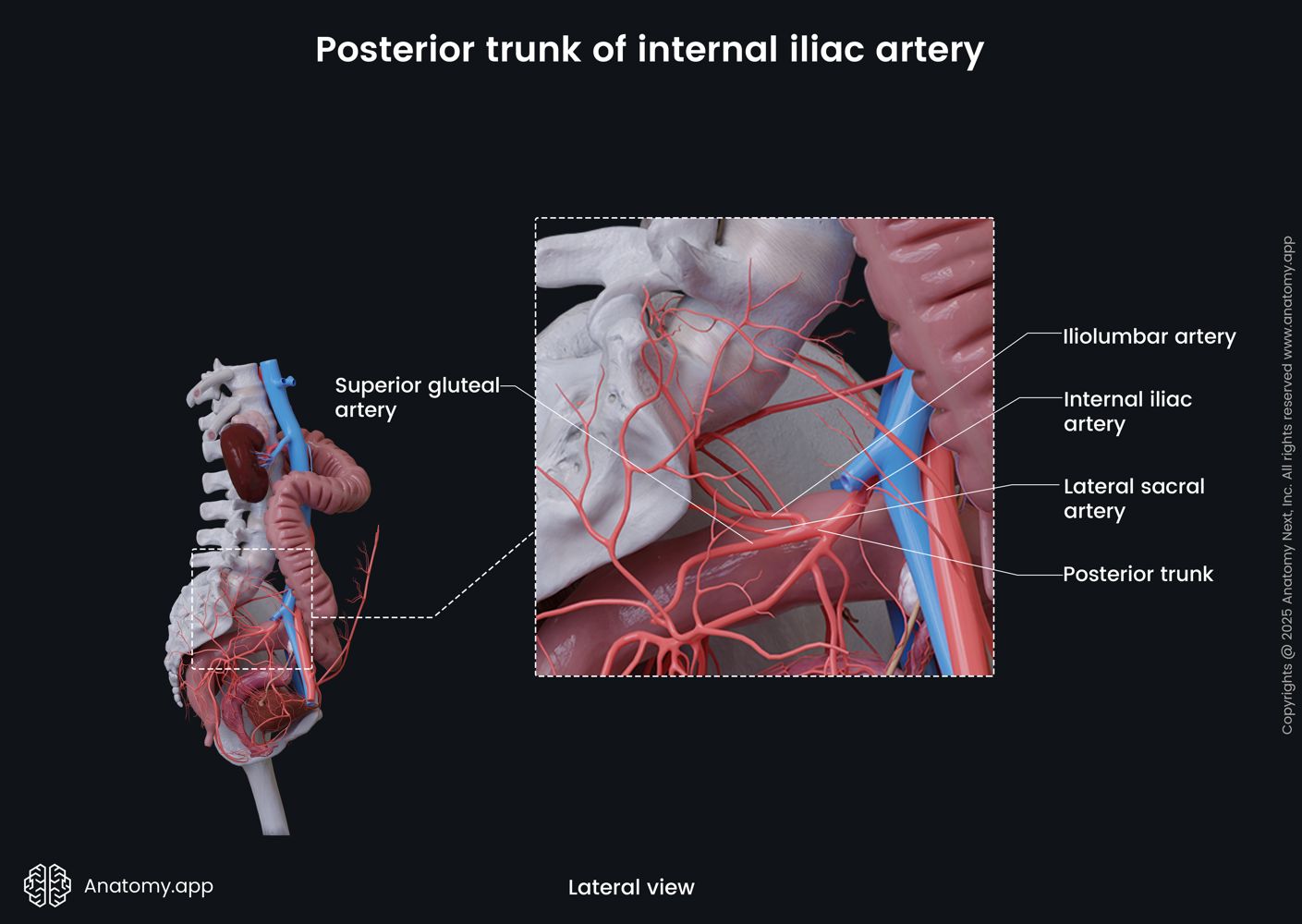 Internal iliac artery | Anatomy.app