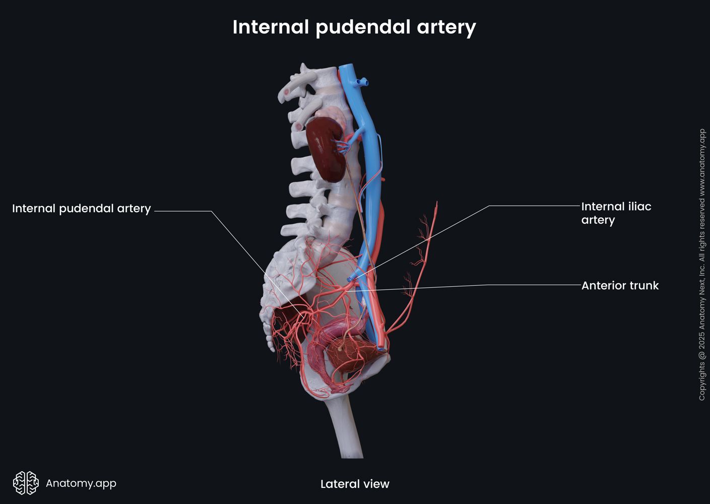 Internal pudendal artery | Anatomy.app