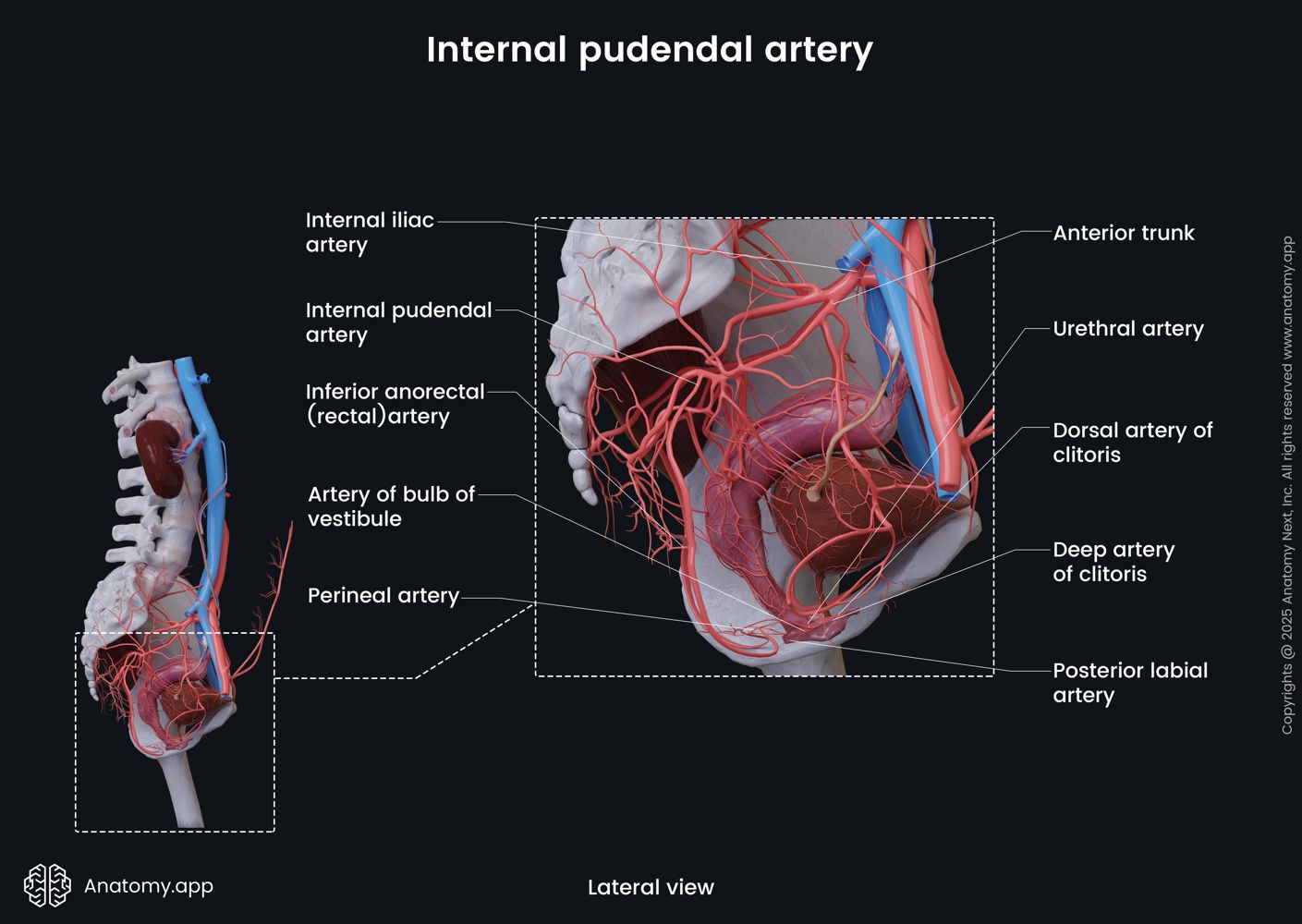Internal pudendal artery | Anatomy.app