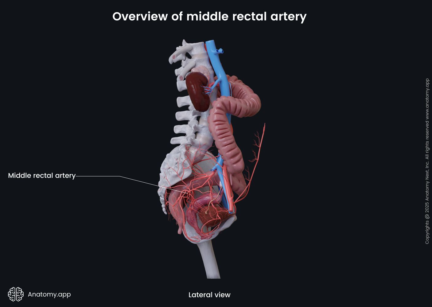 Middle rectal artery | Anatomy.app