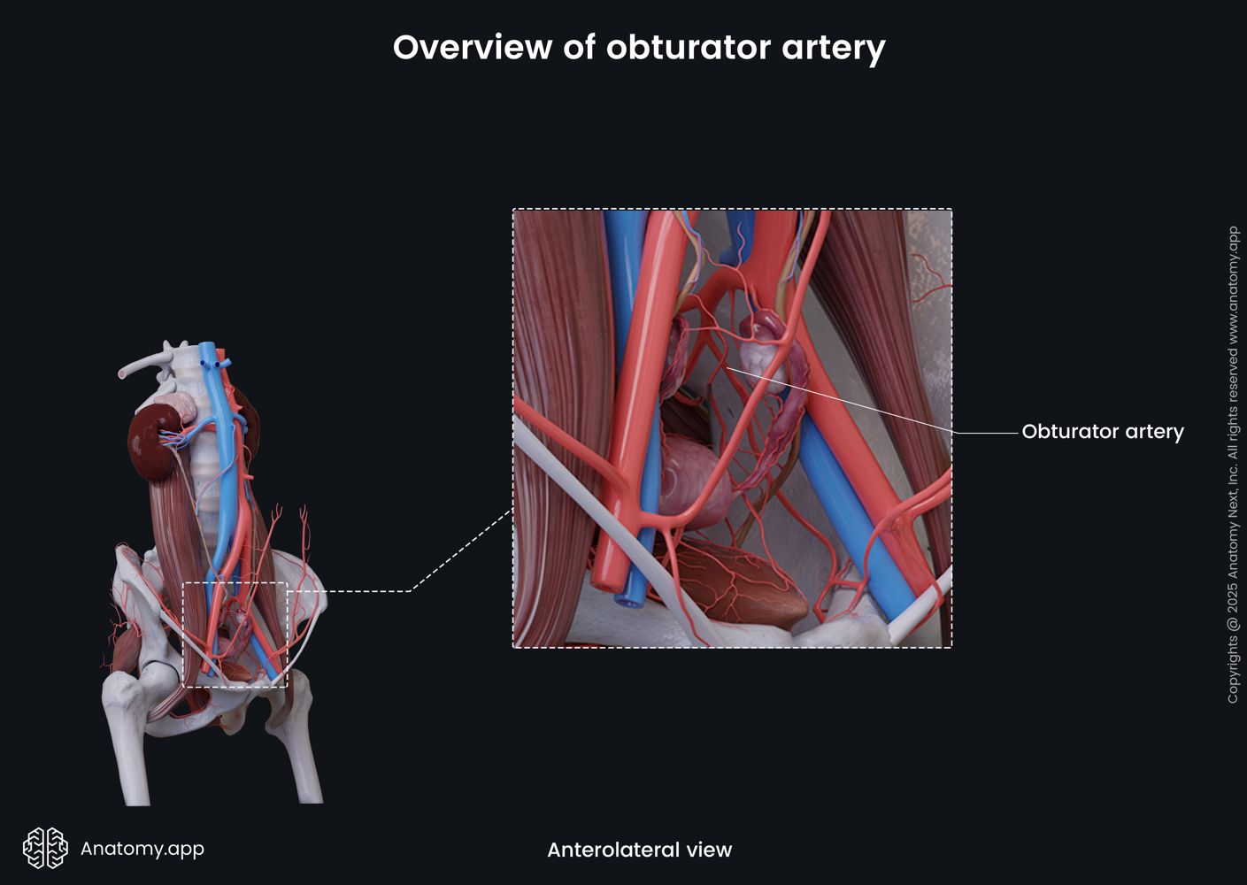 Obturator artery | Anatomy.app
