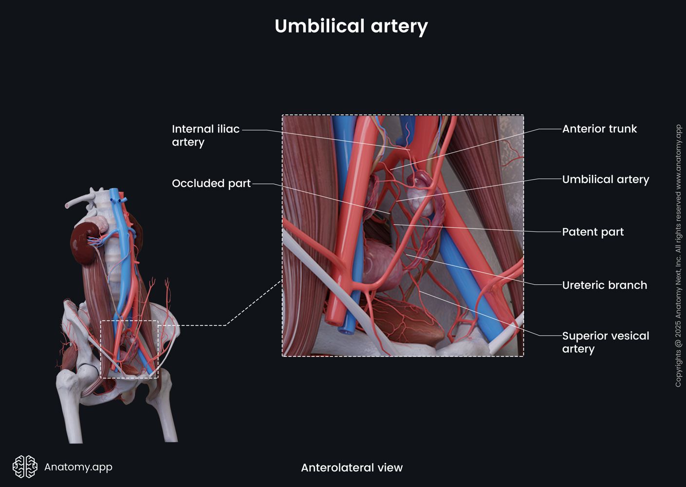 Umbilical Artery Arteria Umbilicalis Kenhub Internet Scientific