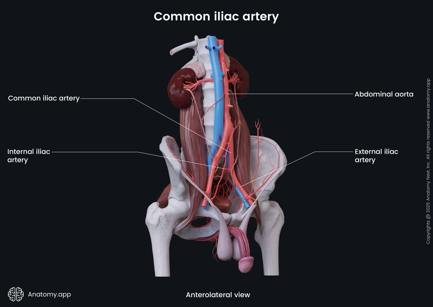 Common iliac artery | Anatomy.app