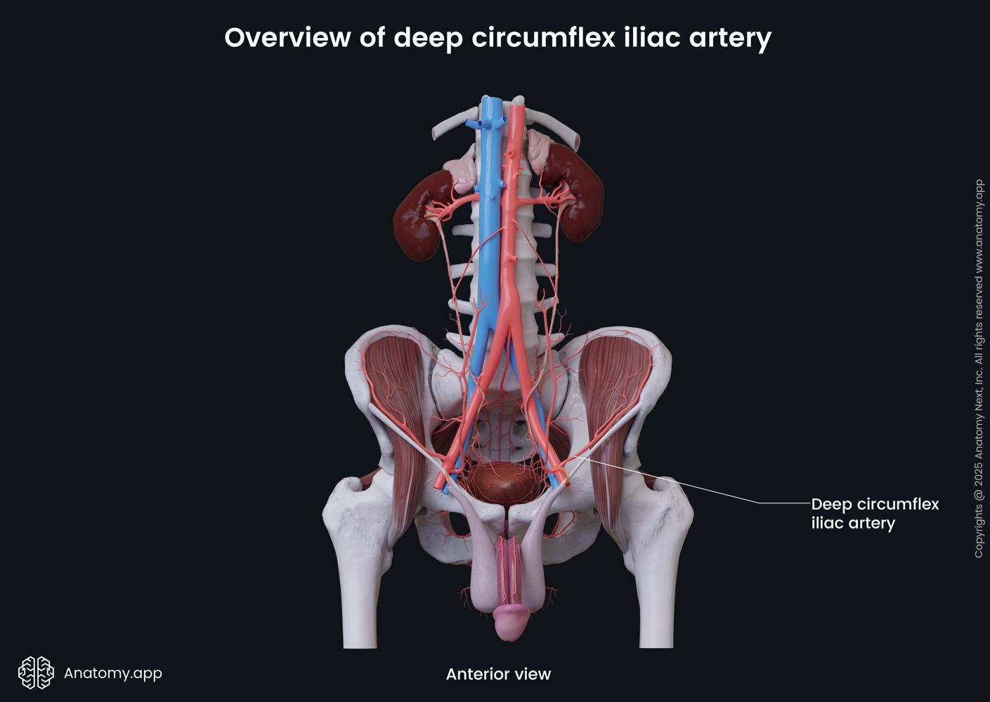 Deep circumflex iliac artery | Anatomy.app