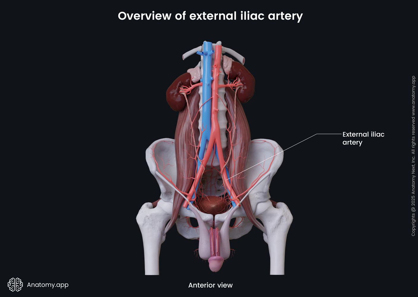 External iliac artery | Anatomy.app