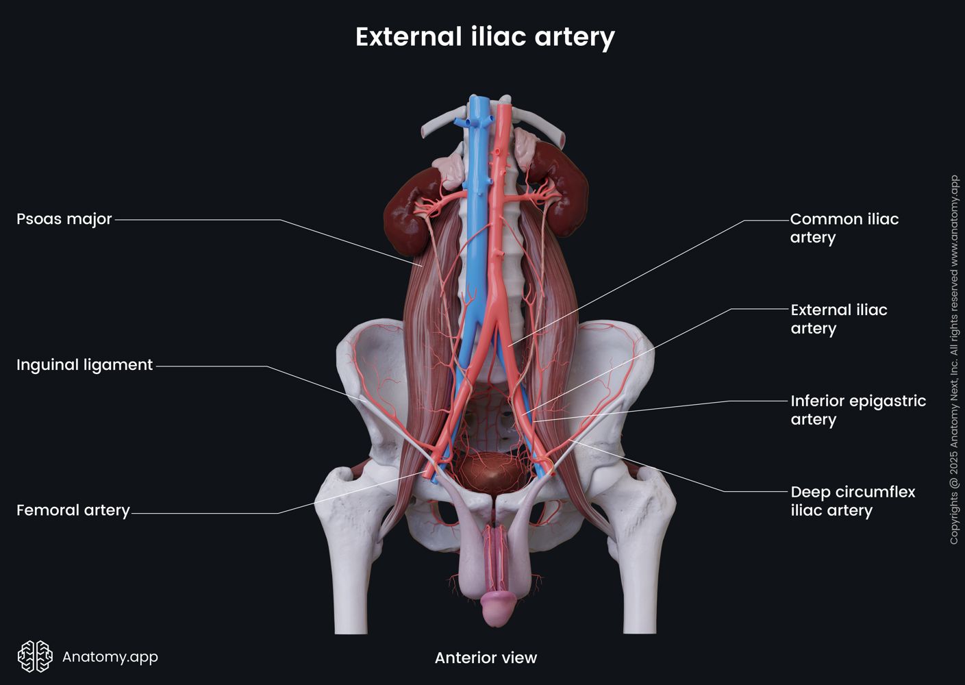 Arteria Iliaca Externa Anatomie Lage Verlauf Und Ste Kenhub