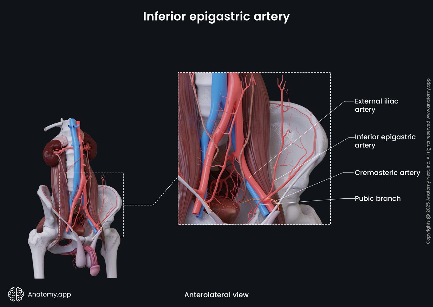 Inferior epigastric artery | Anatomy.app