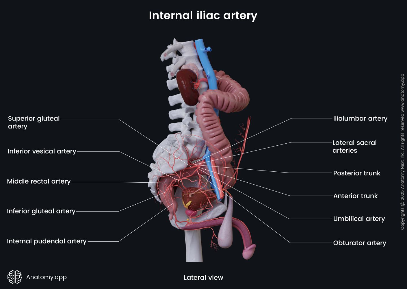 Internal iliac artery | Anatomy.app