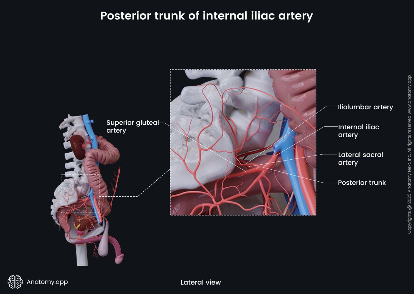 Internal iliac artery | Anatomy.app