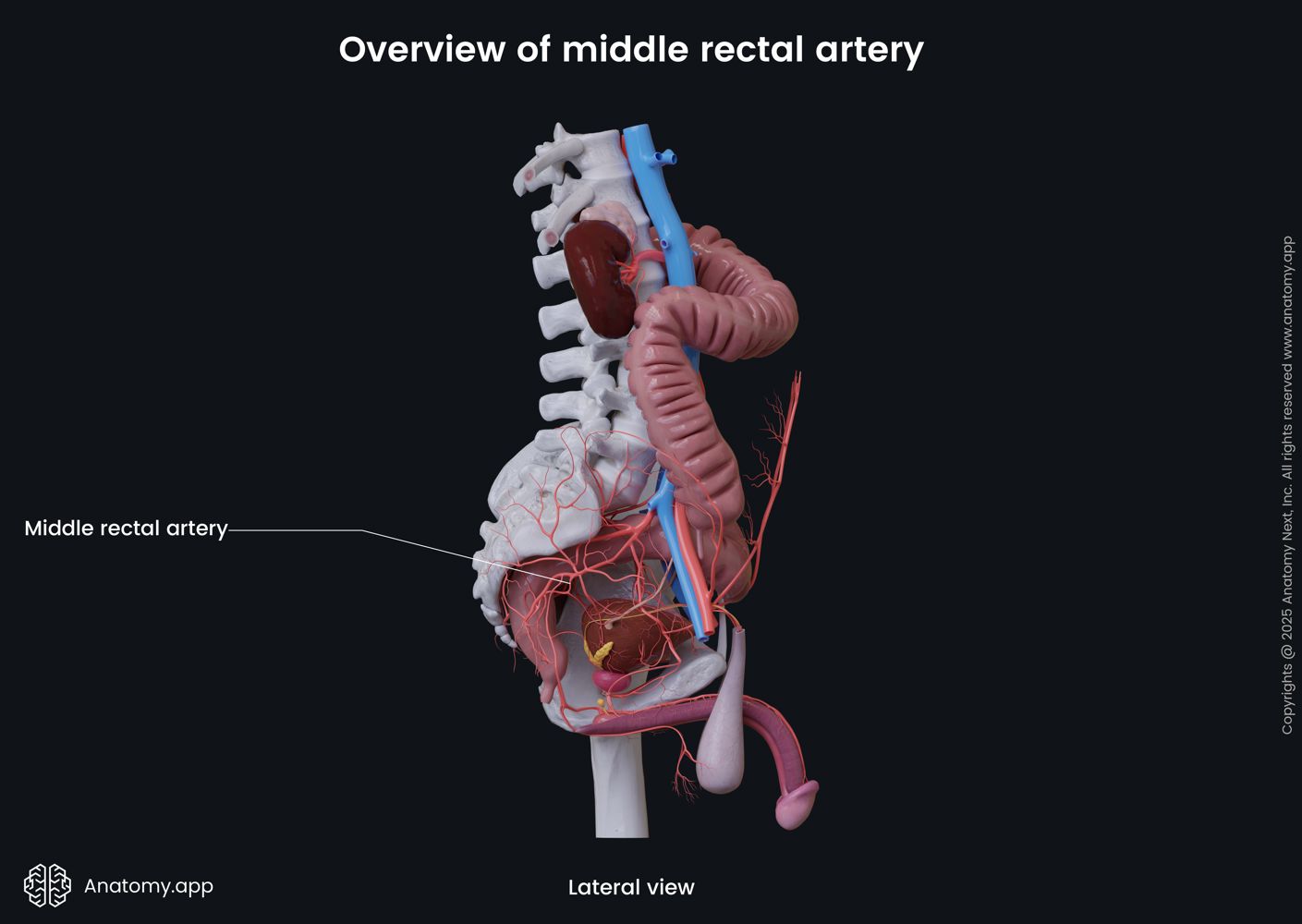 Middle rectal artery | Anatomy.app