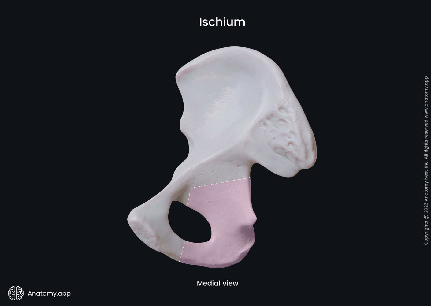 Ischium | Anatomy.app