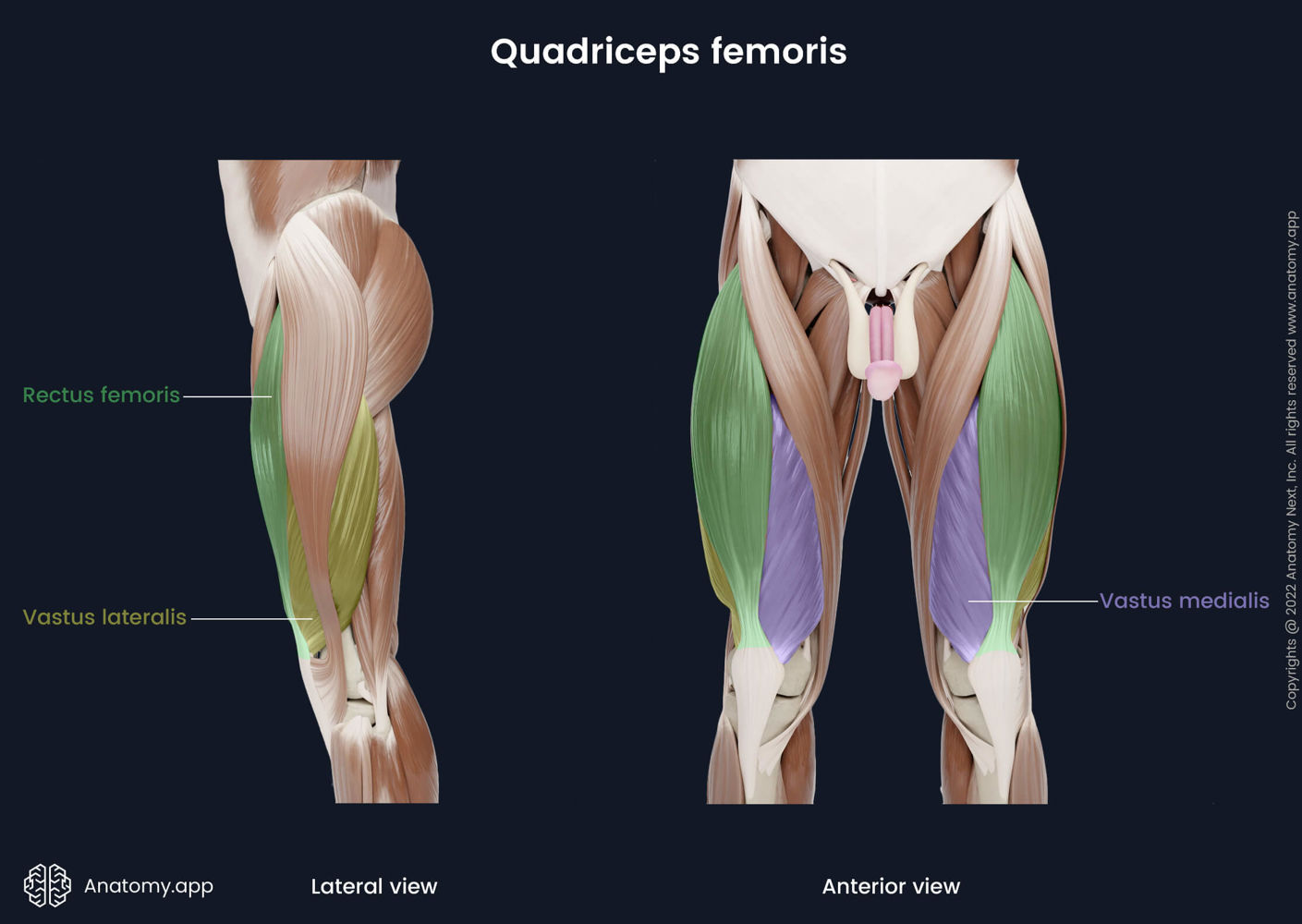 Quadriceps femoris | Anatomy.app