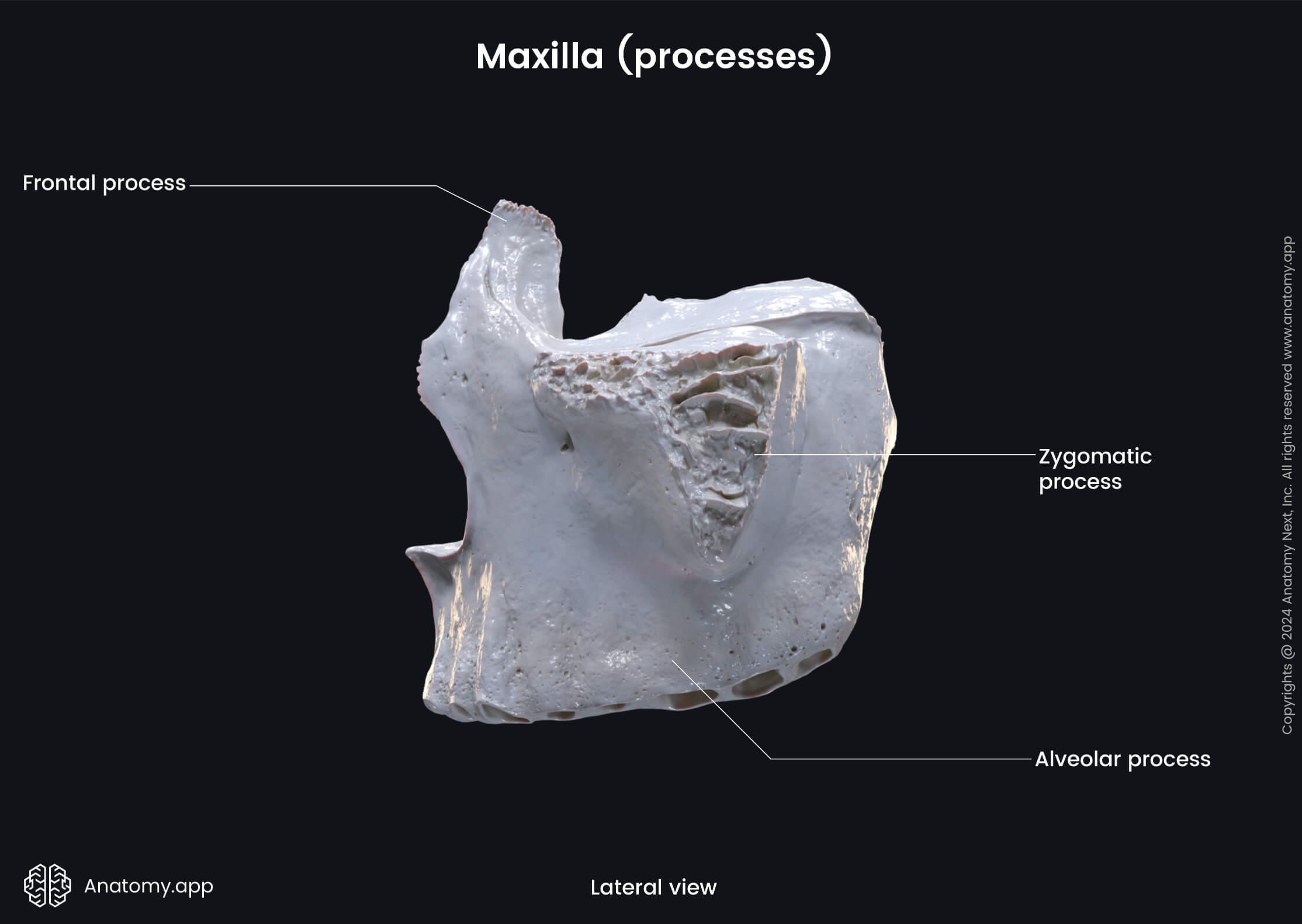 Maxilla | Encyclopedia | Anatomy.app | Learn anatomy | 3D models ...
