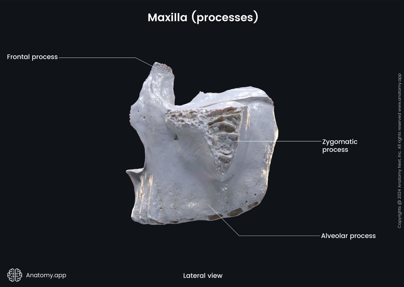 Maxilla | Anatomy.app