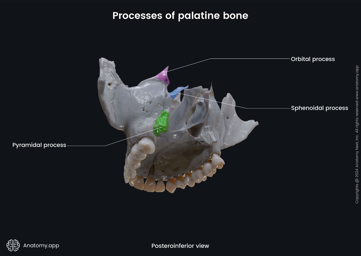 Palatine bone | Anatomy.app
