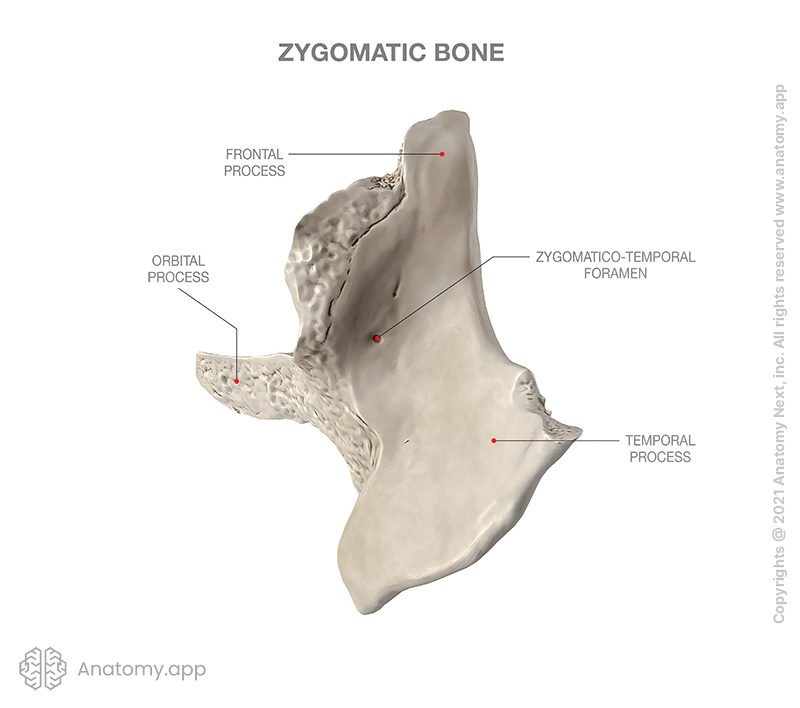 Zygomatic bone | Encyclopedia | Anatomy.app | Learn anatomy | 3D models ...
