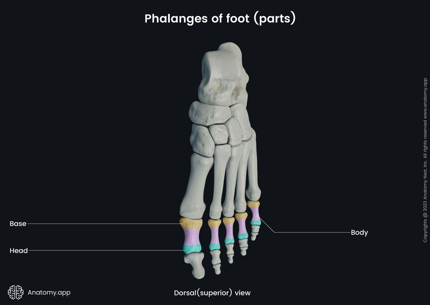 Phalanges of foot | Anatomy.app