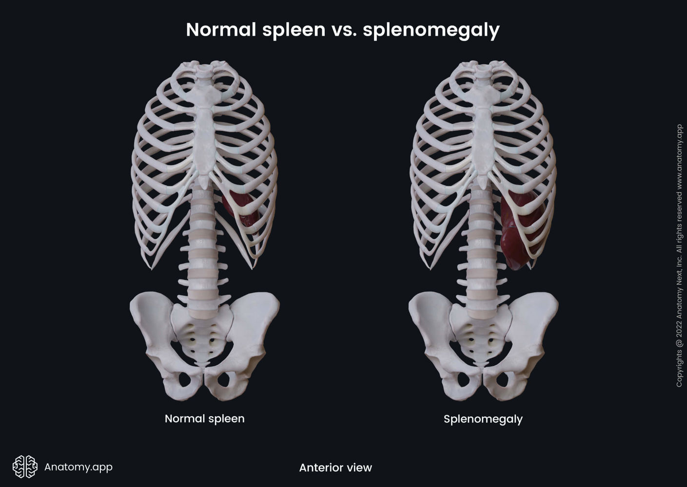 Spleen | Encyclopedia | Anatomy.app | Learn anatomy | 3D models ...