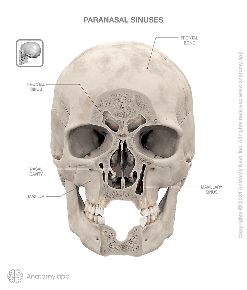Frontal sinus | Encyclopedia | Anatomy.app | Learn anatomy | 3D models ...