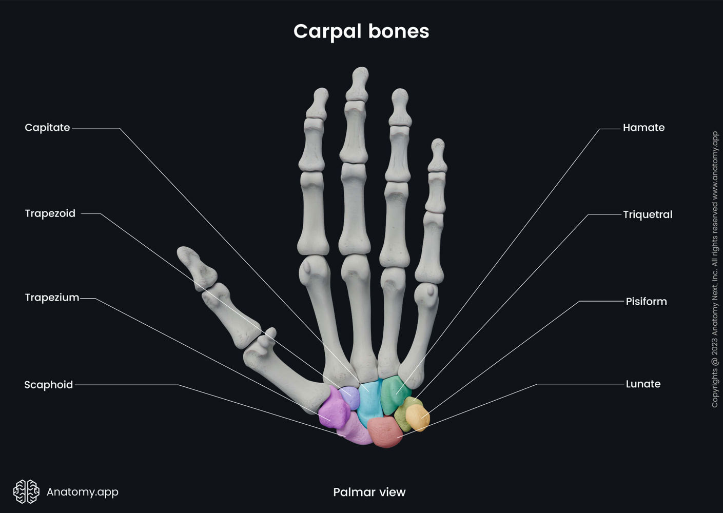 Bones of hand | Anatomy.app