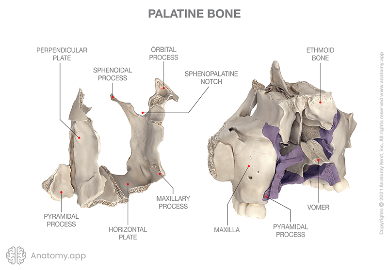 Palatine bone | Encyclopedia | Anatomy.app | Learn anatomy | 3D models ...