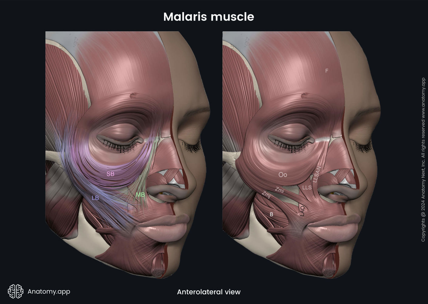 Malaris | Anatomy.app