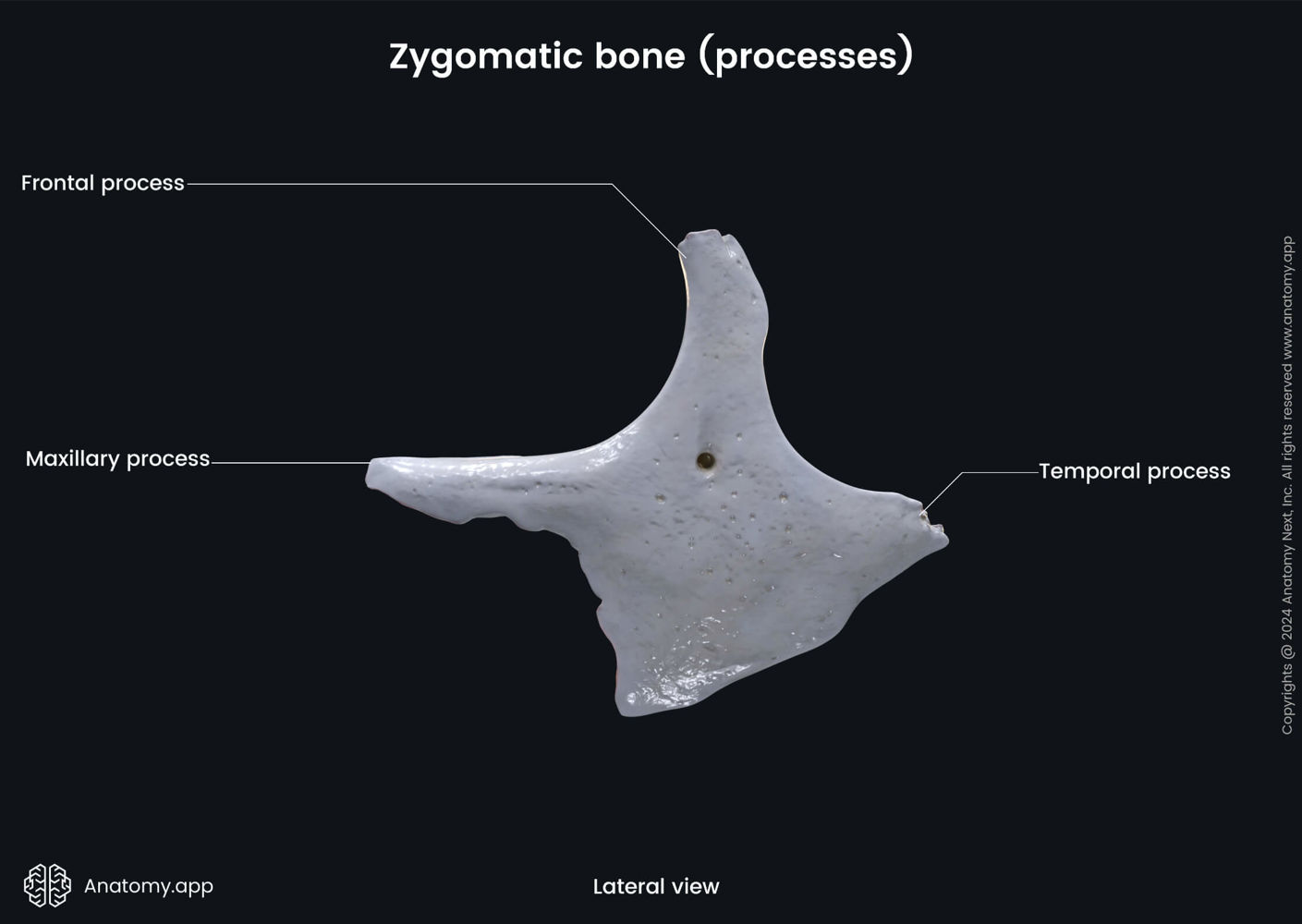Zygomatic bone | Anatomy.app