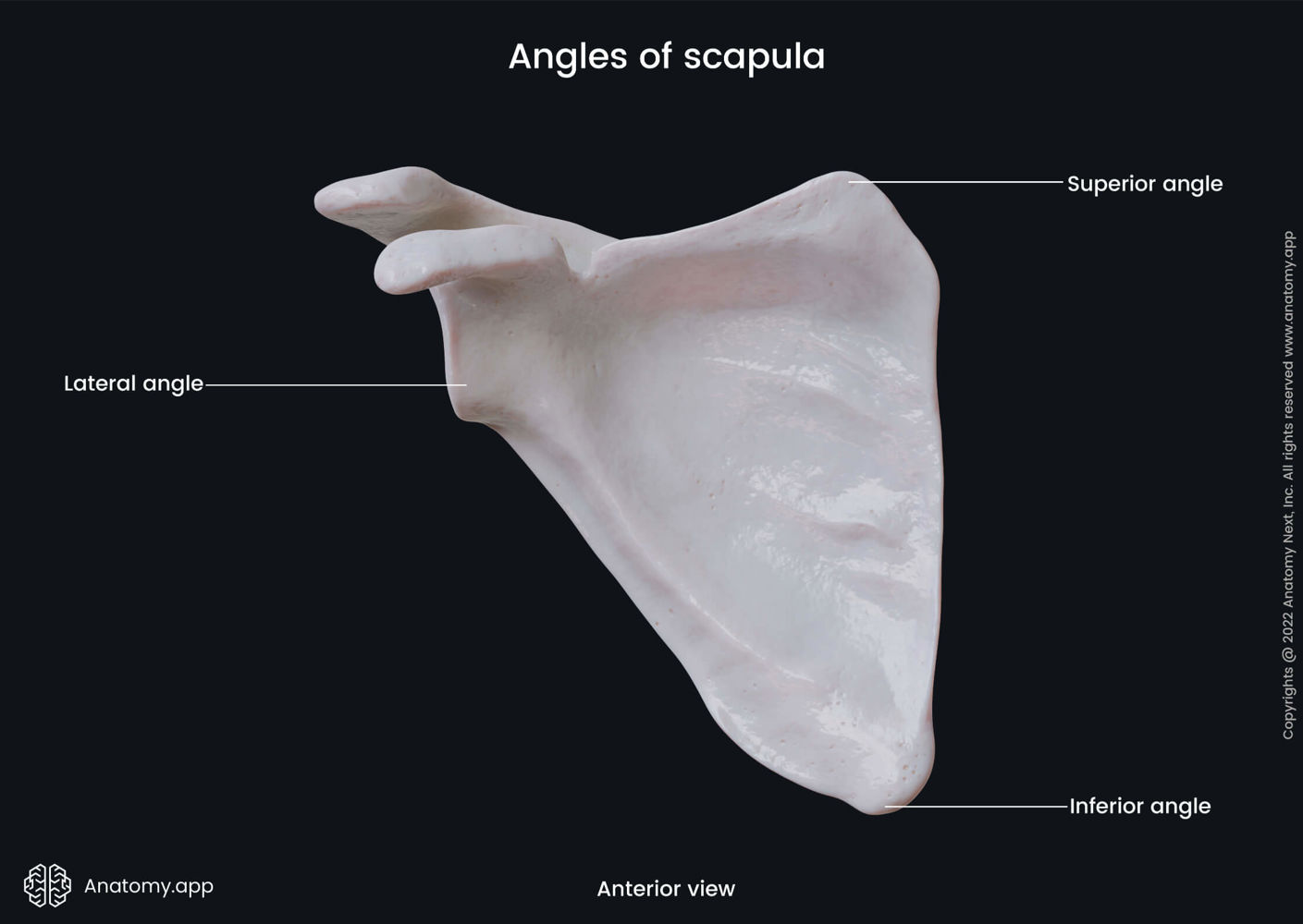 Scapula | Anatomy.app