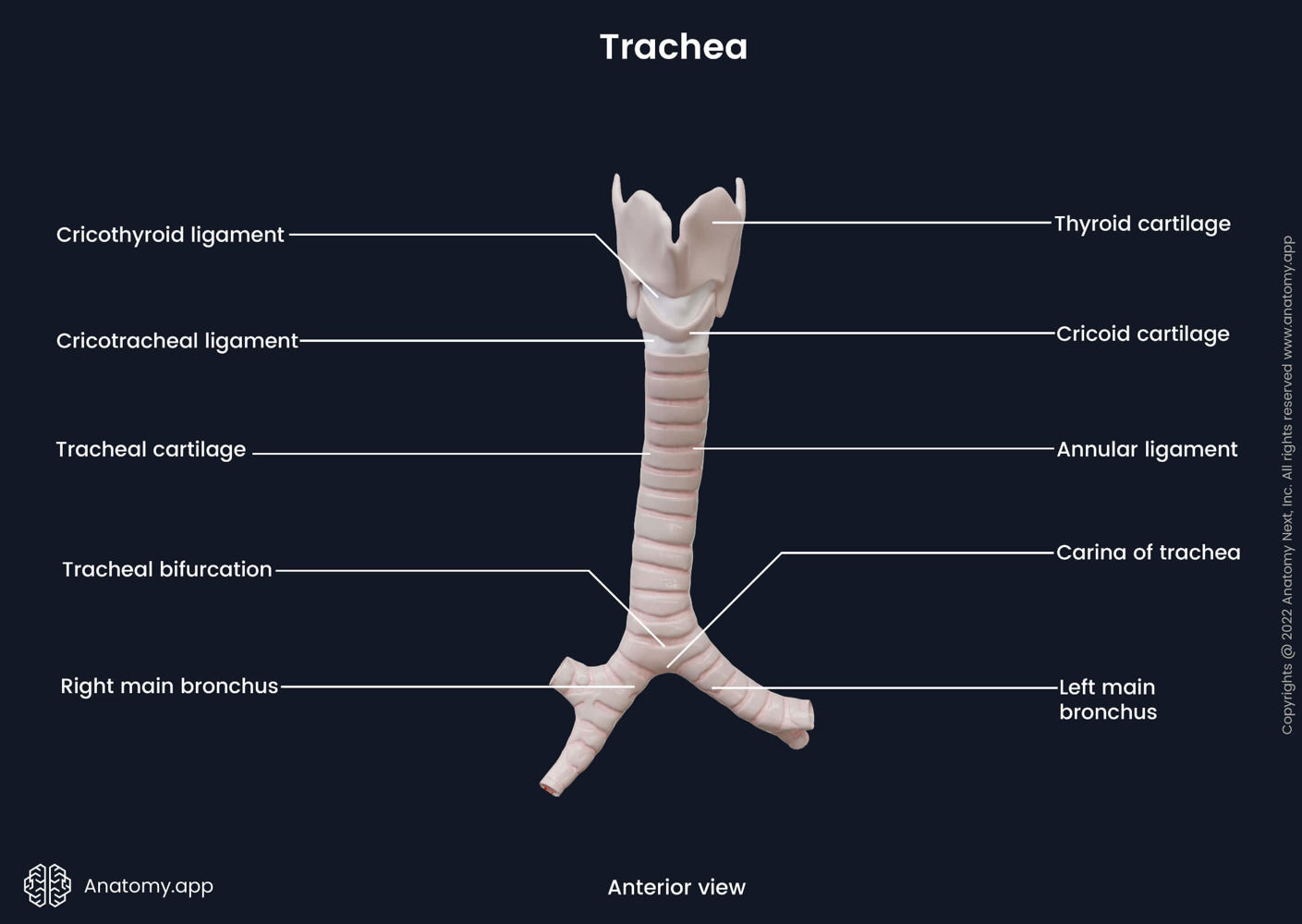 Trachea | Anatomy.app