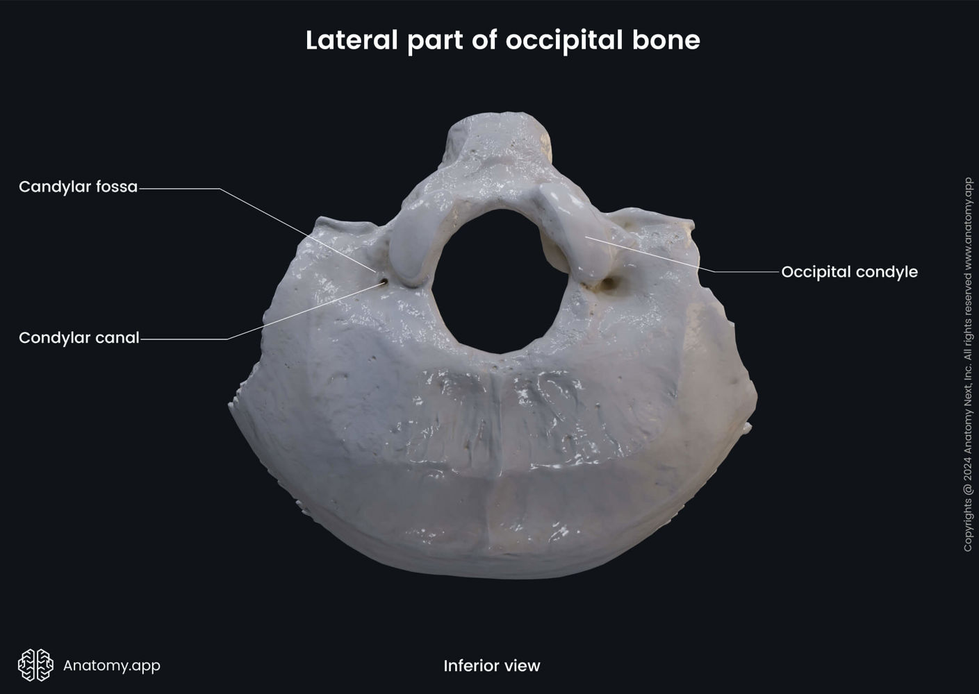 Occipital bone | Anatomy.app