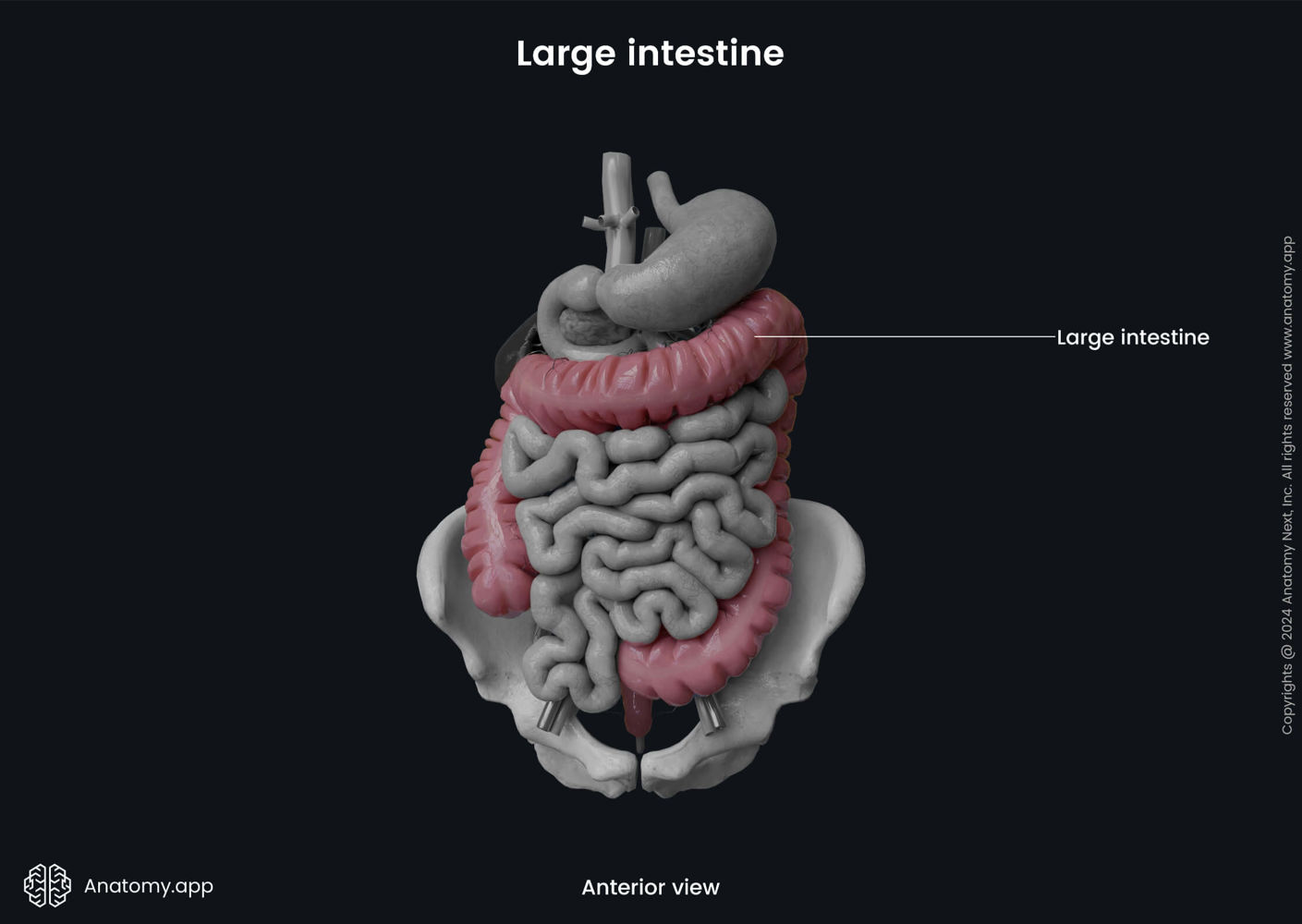 Large intestine | Anatomy.app