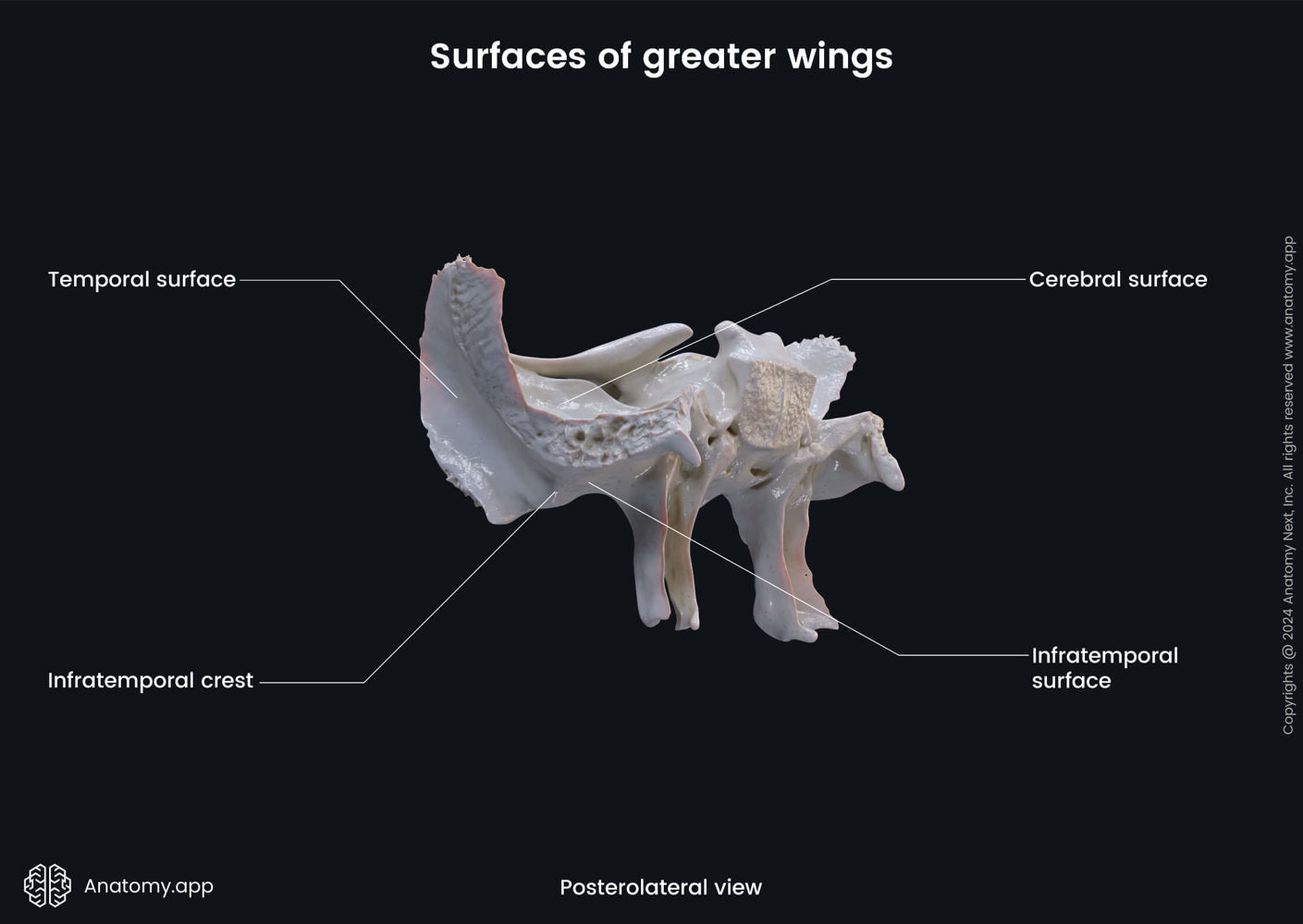 Sphenoid bone | Anatomy.app