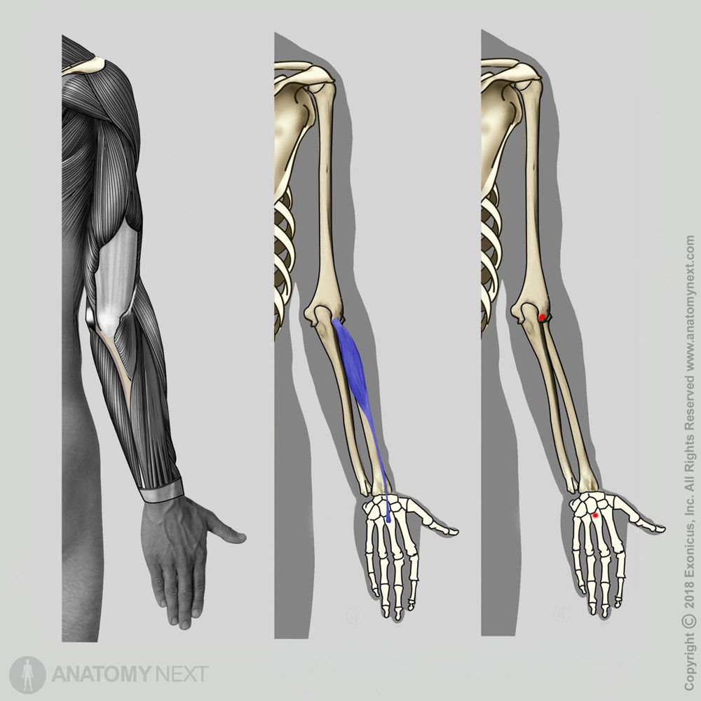 Extensor carpi radialis brevis | Anatomy.app