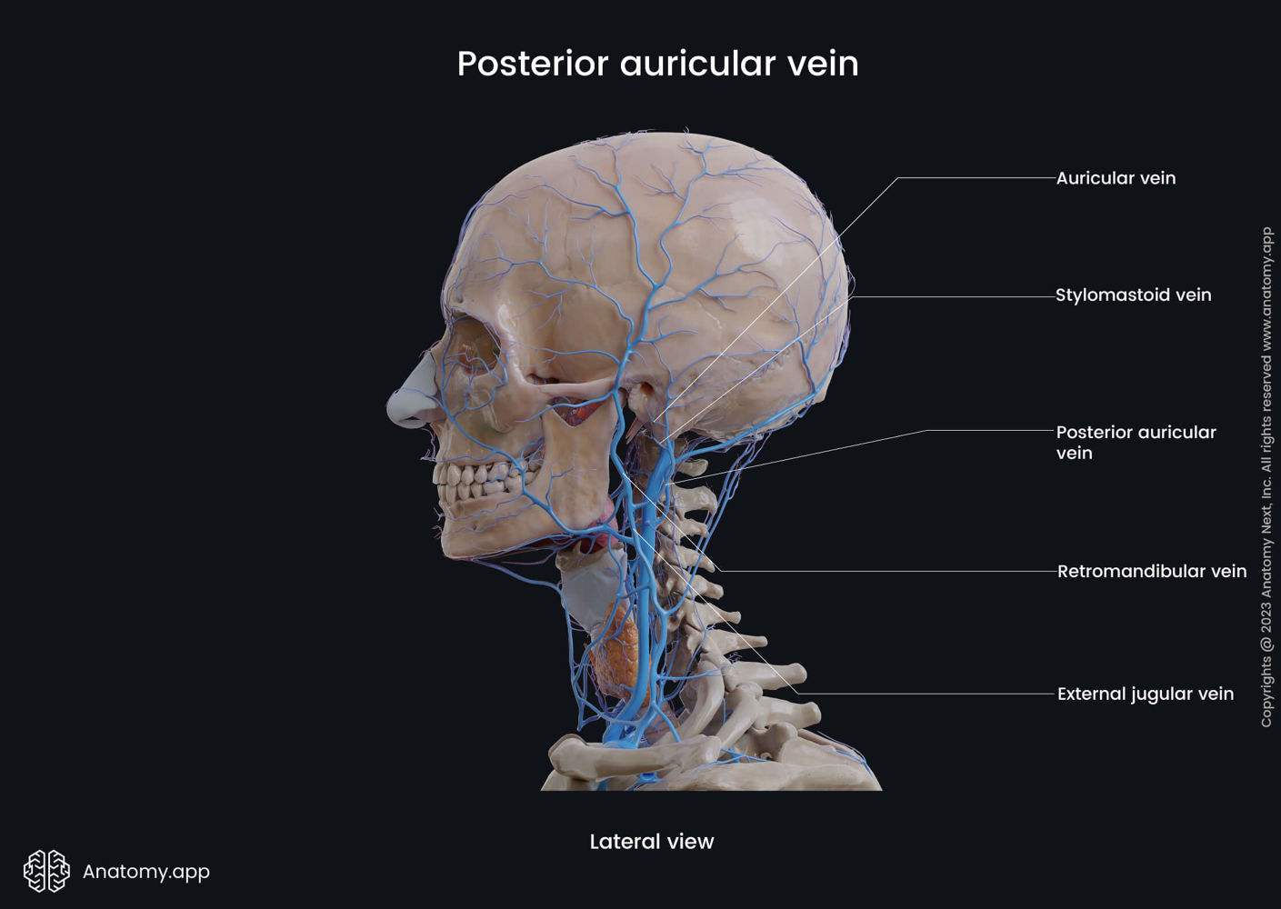 Posterior auricular vein | Anatomy.app