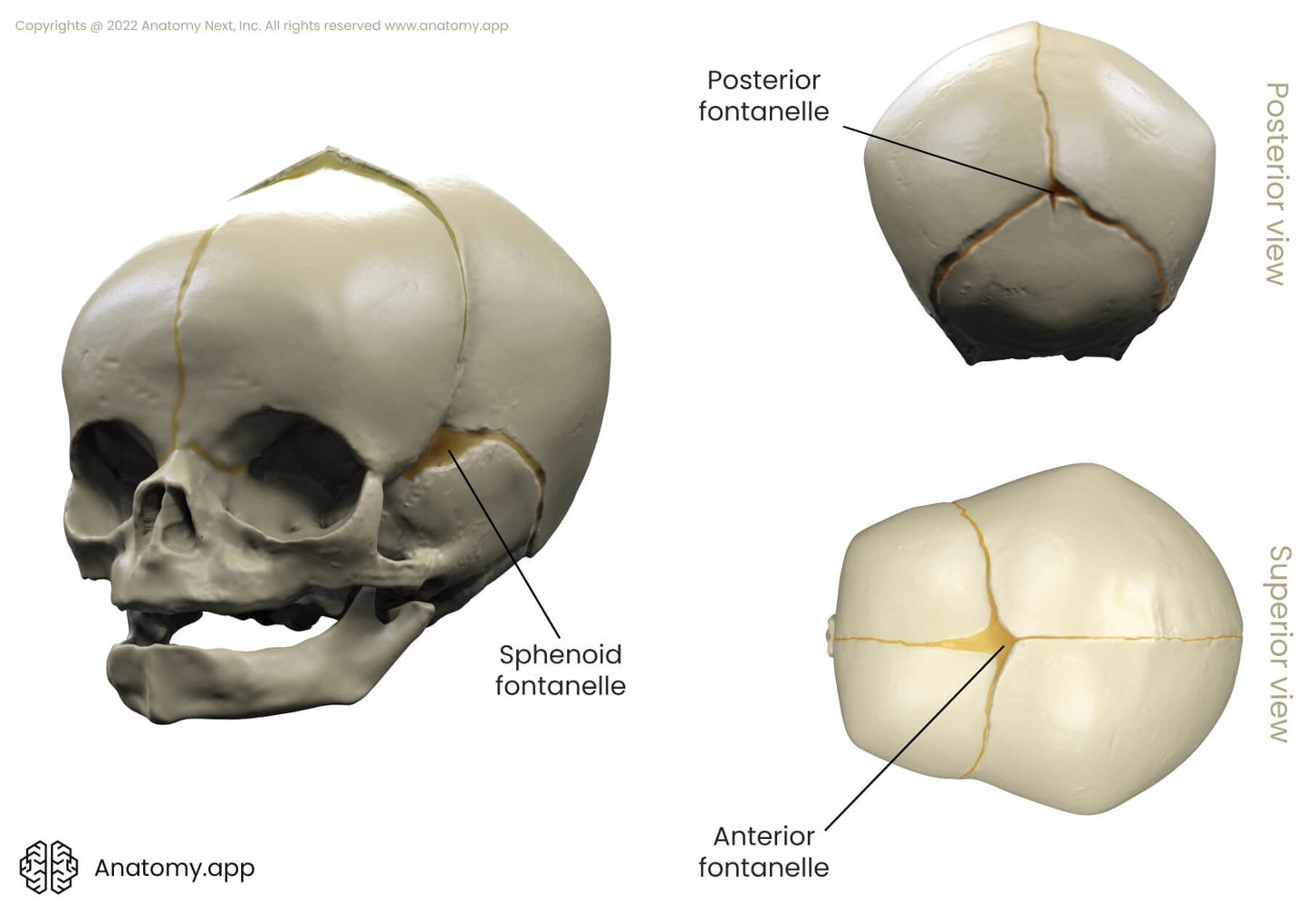 Sutures of skull | Anatomy.app