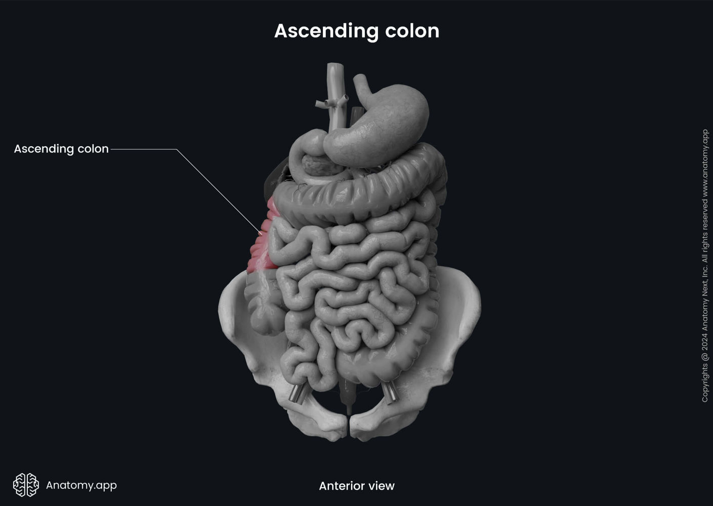 Large intestine | Anatomy.app