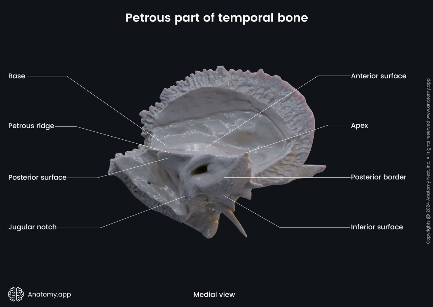 Temporal bone | Anatomy.app