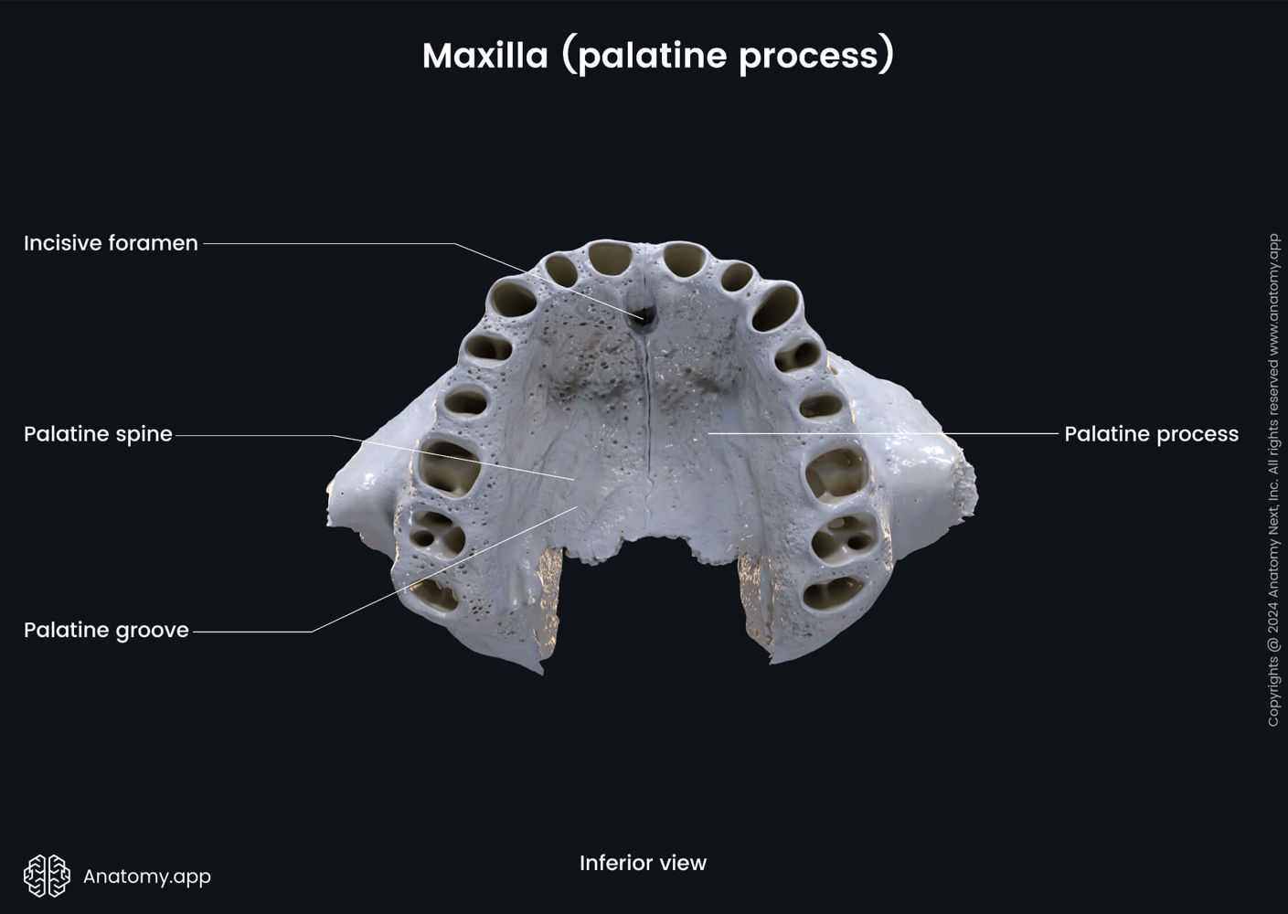 Maxilla | Anatomy.app