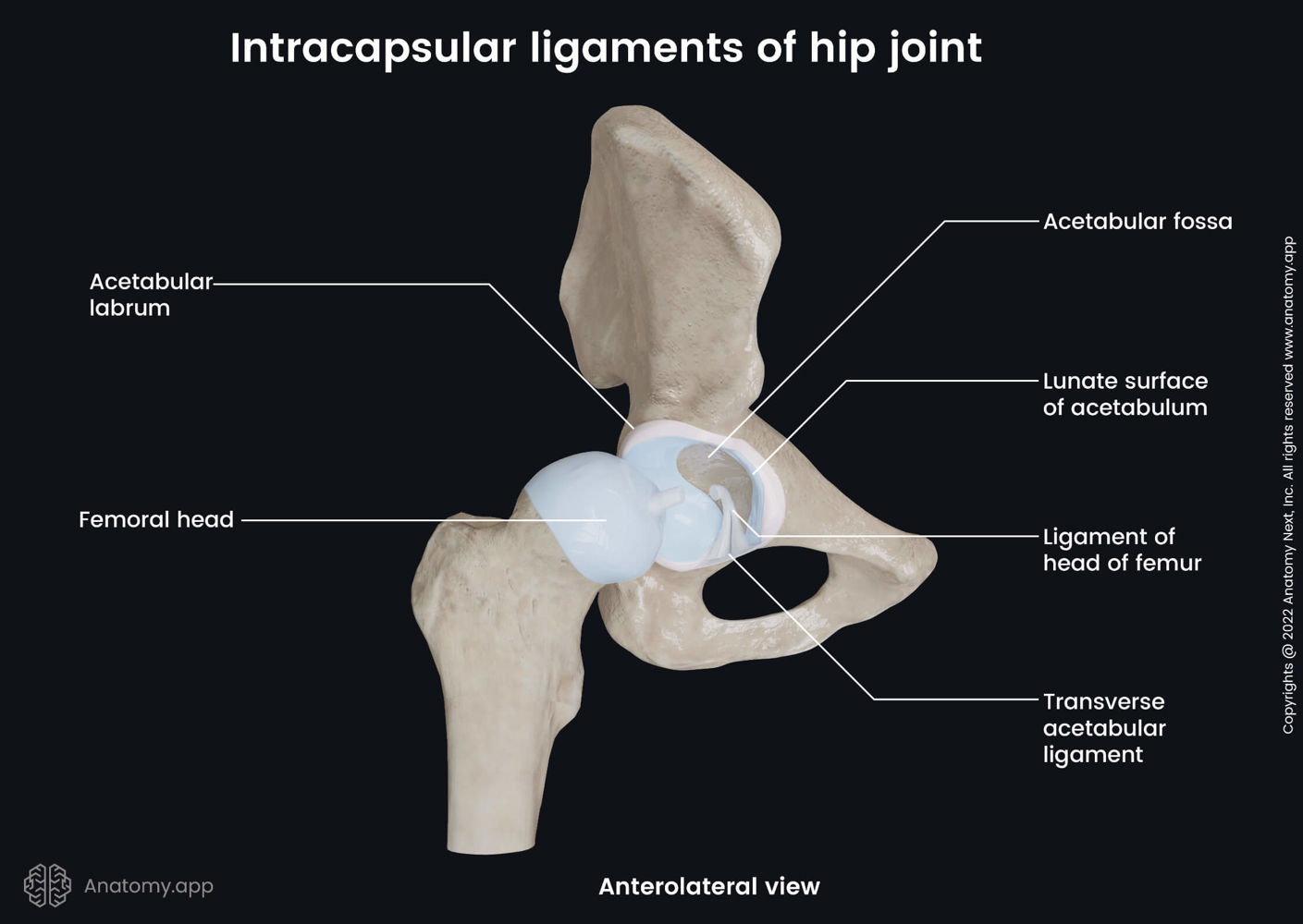Hip joint | Anatomy.app