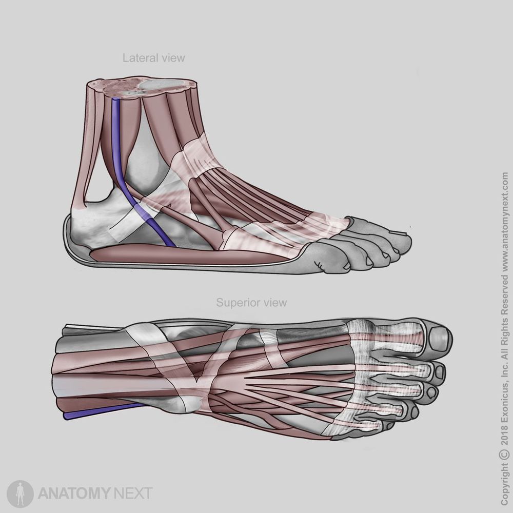 Peroneus longus | Anatomy.app