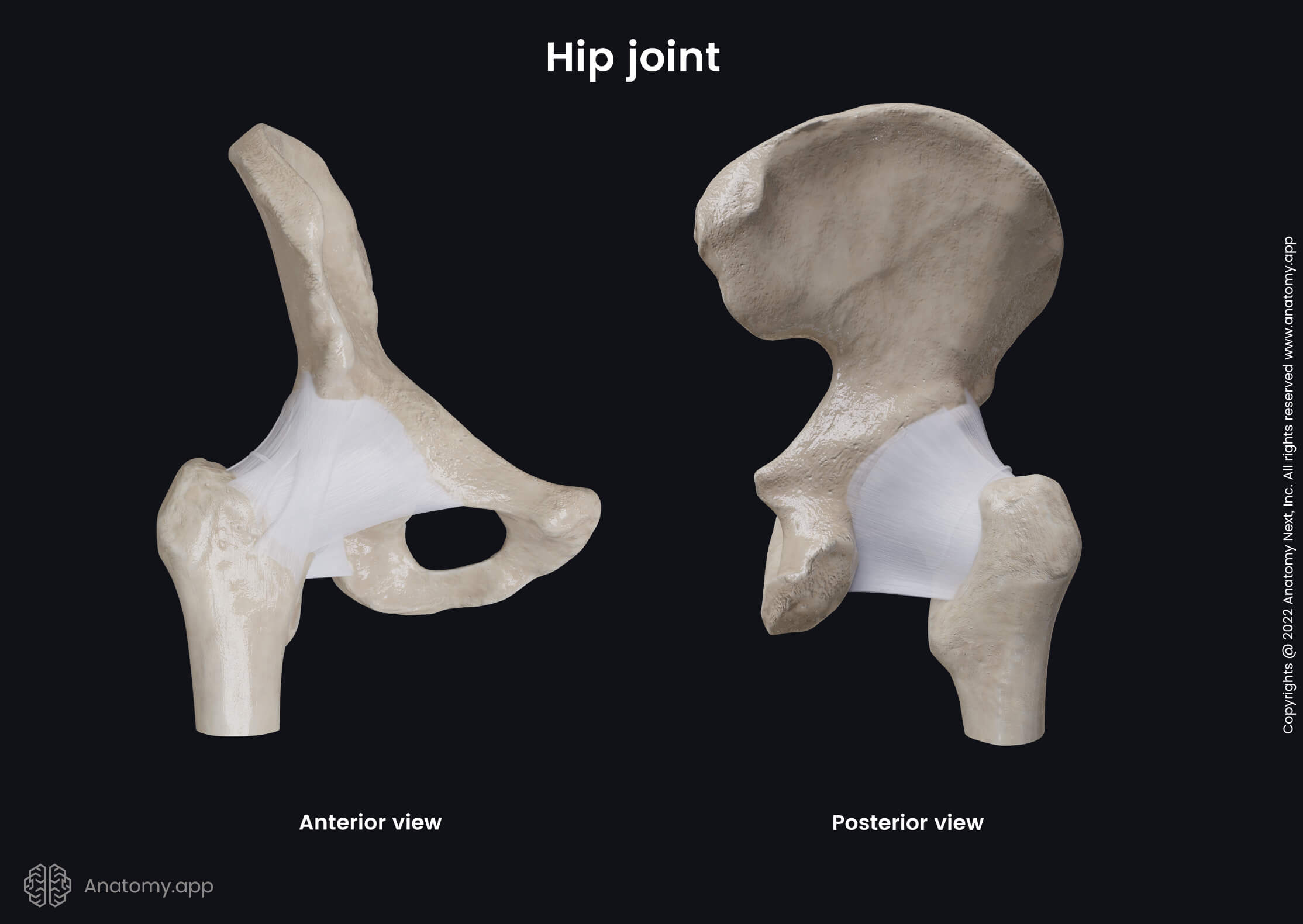Hip joint | Encyclopedia | Anatomy.app | Learn anatomy | 3D models ...