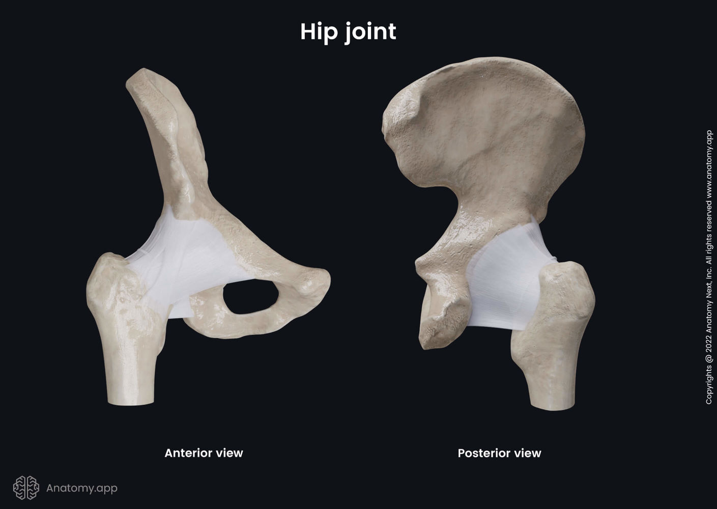 Hip joint | Anatomy.app