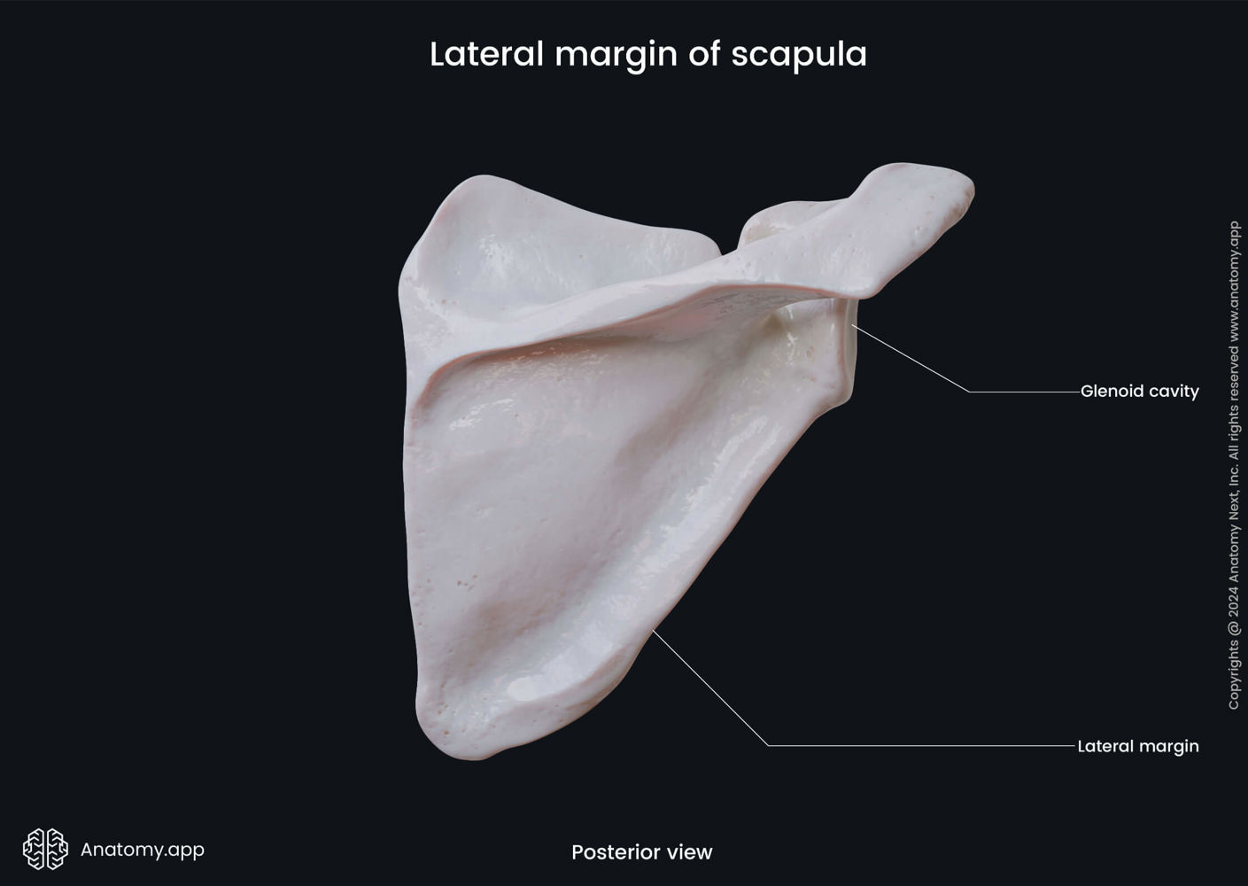 Scapula | Anatomy.app