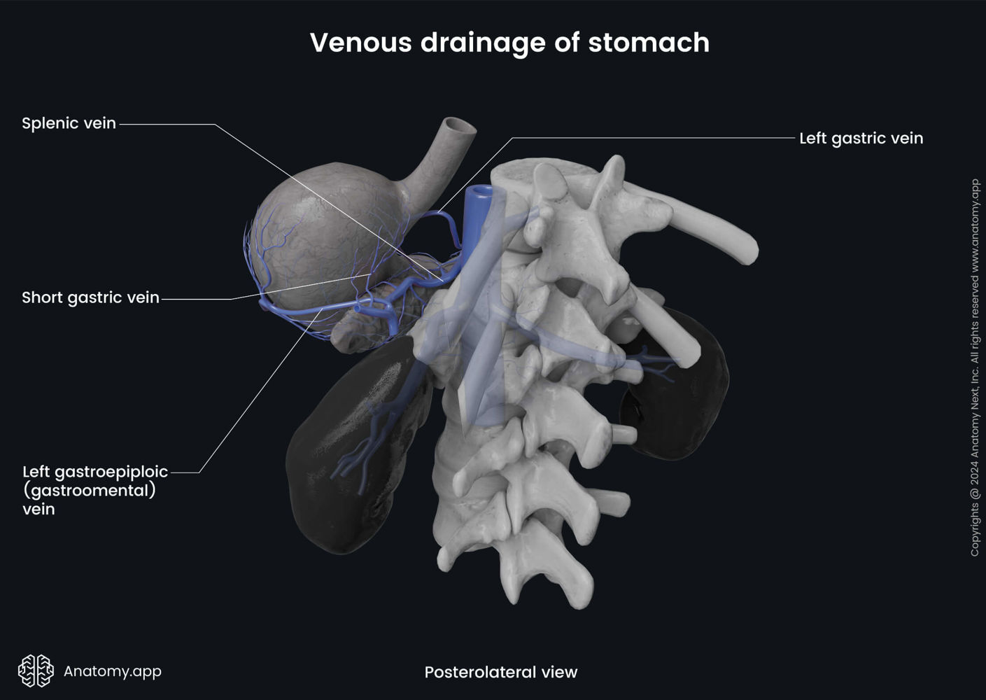 Stomach | Anatomy.app
