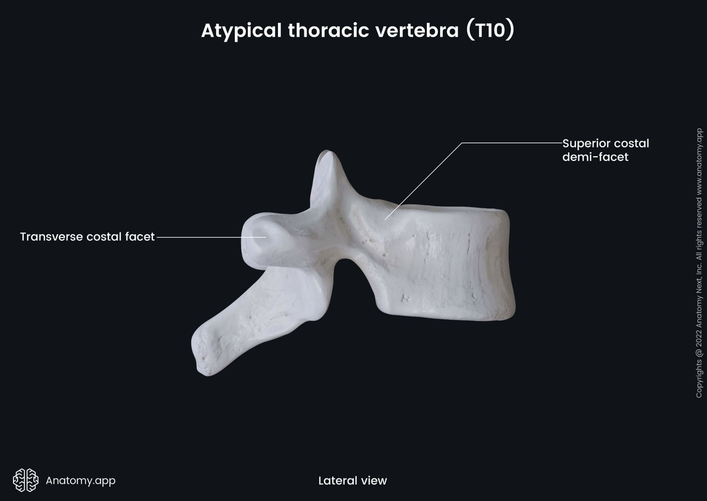 Thoracic vertebrae | Anatomy.app