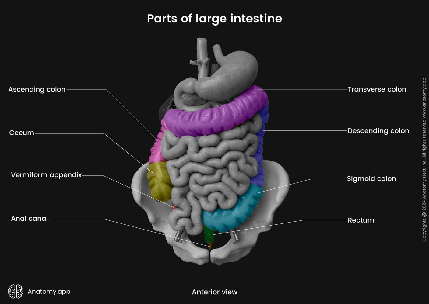 Large intestine | Anatomy.app