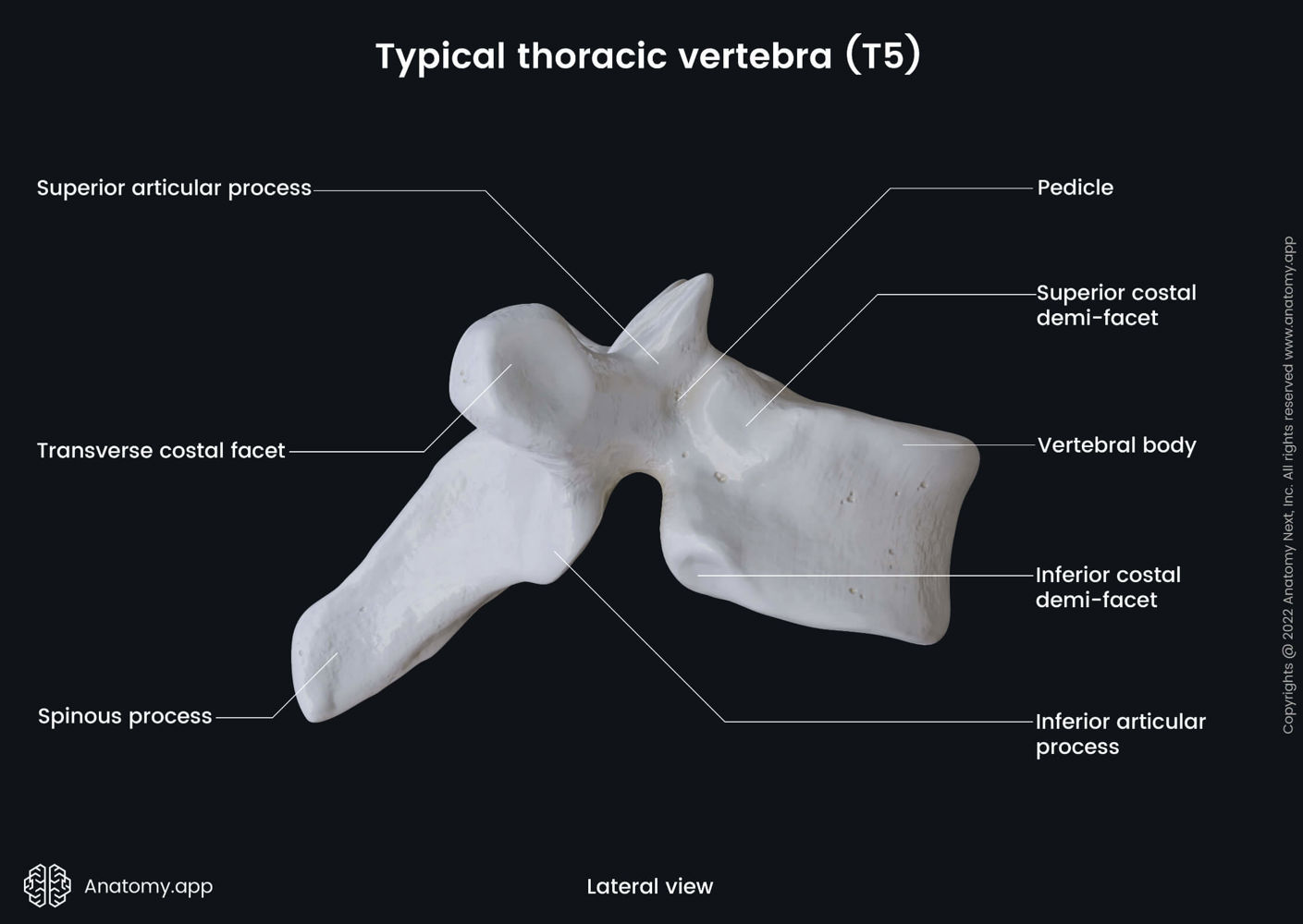 Thoracic vertebrae | Anatomy.app