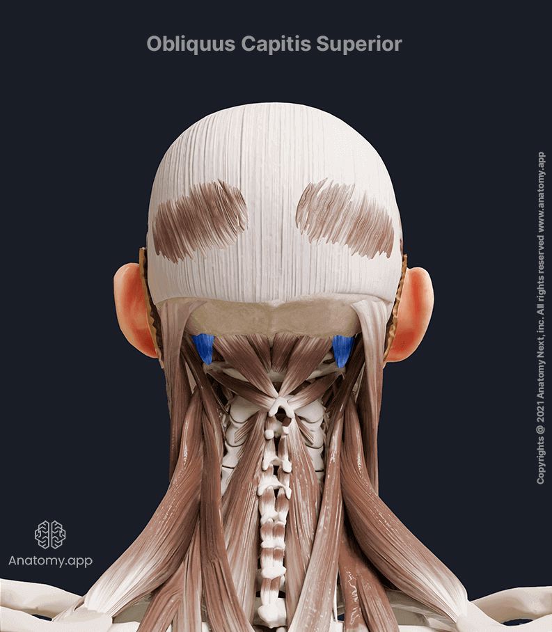 Obliquus Capitis Superior