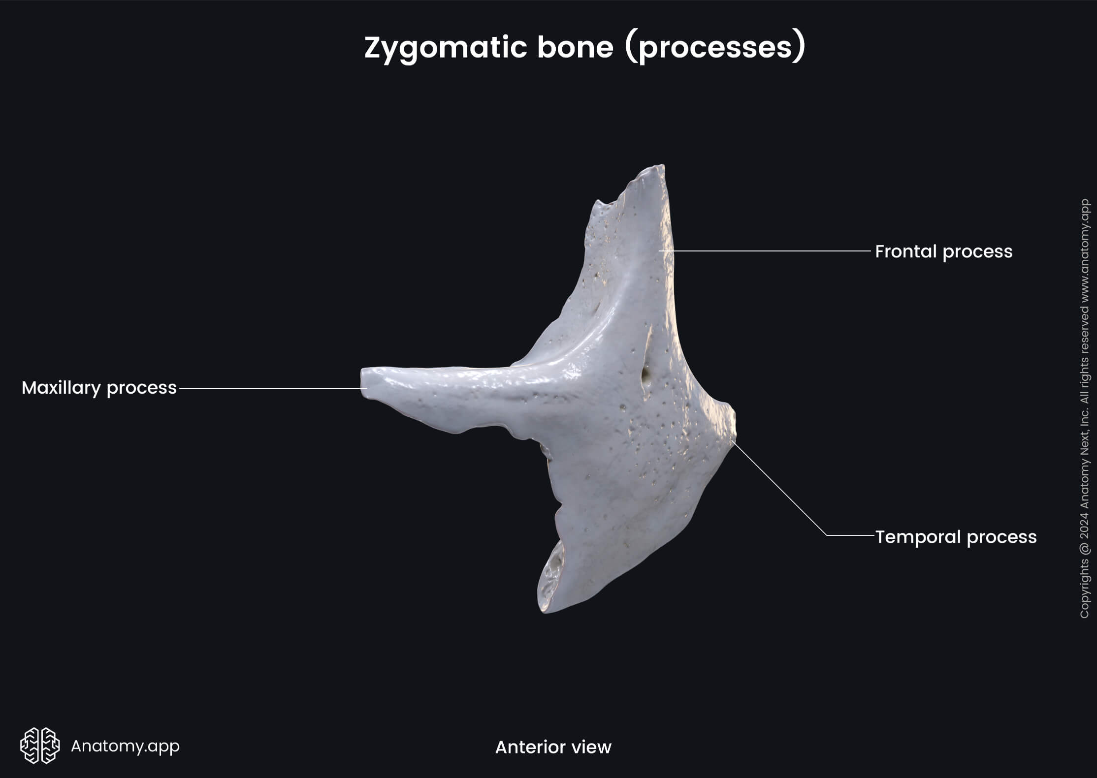 Zygomatic bone | Encyclopedia | Anatomy.app | Learn anatomy | 3D models ...